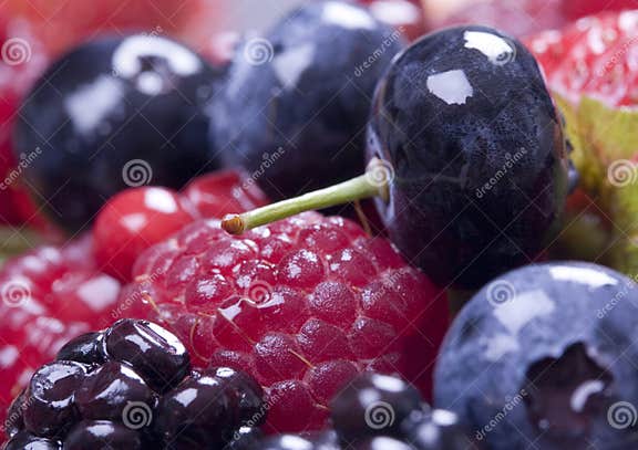 Small fruits stock photo. Image of bilberry, cranberry - 2166496