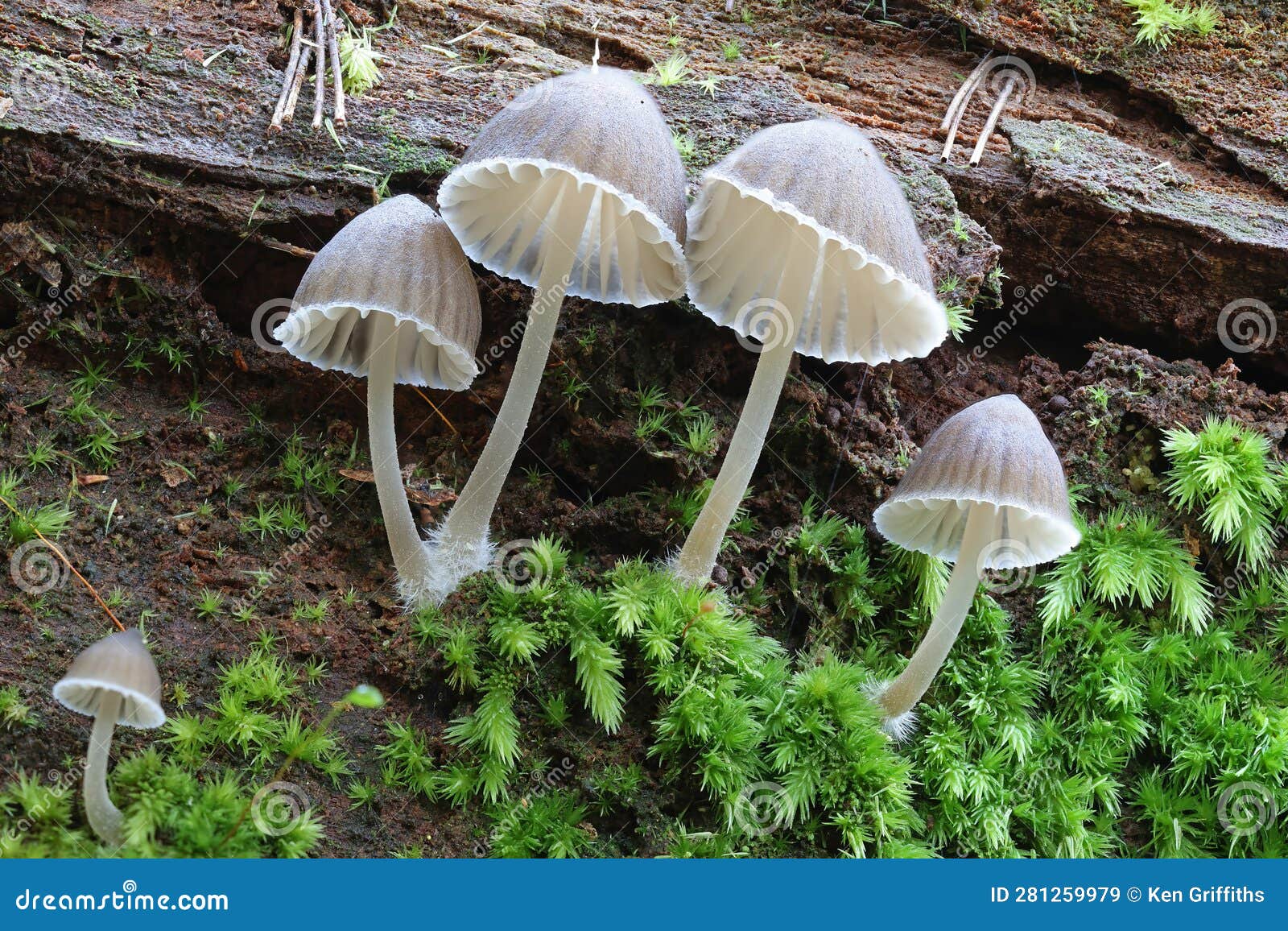 Small fungi or toadstools stock image. Image of grey - 281259979