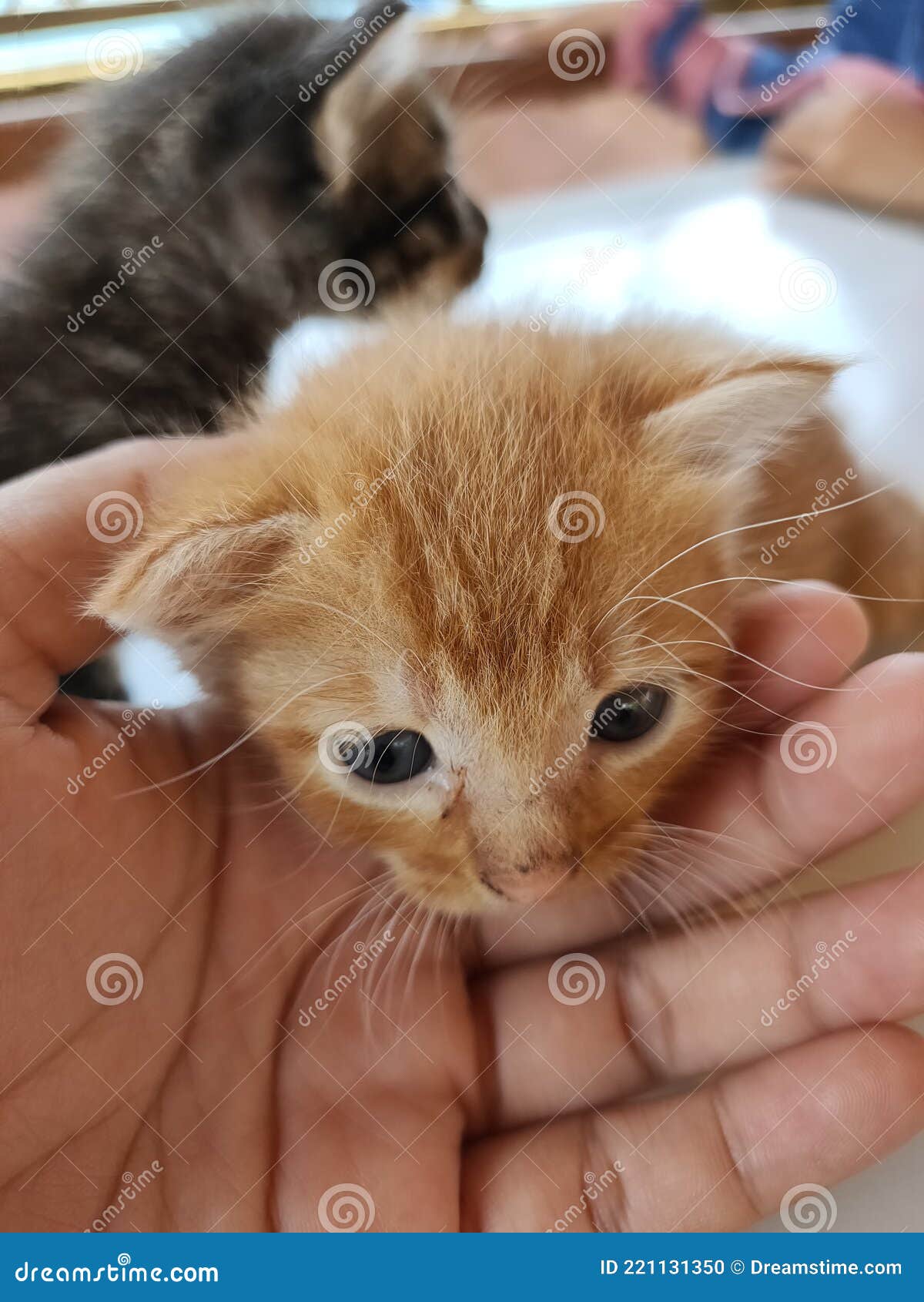 Small funny cats stock photo. Image of snout, nose, whiskers - 221131350