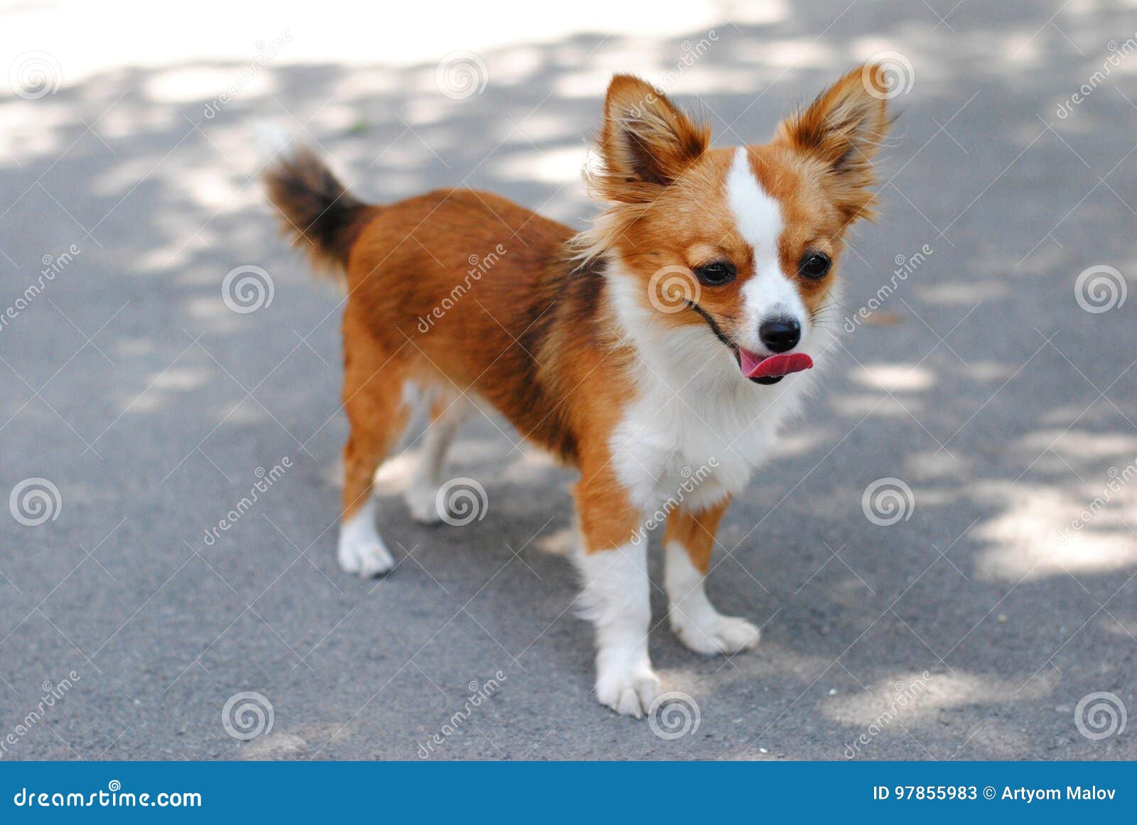 Small funny dog stock image. Image of pretty, shaggy - 97855983