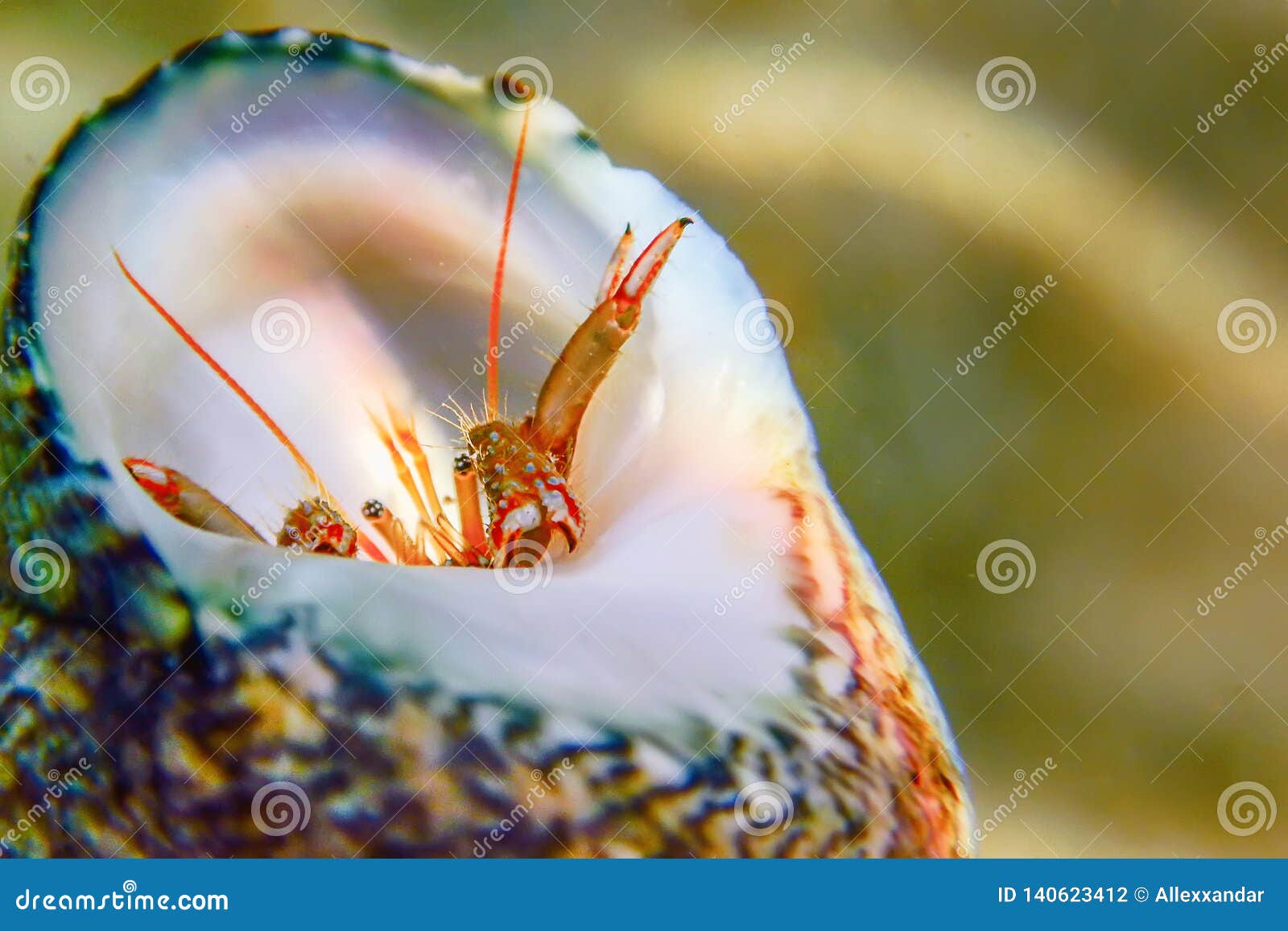 Small Funny Hermit Crab Underwater Close Up Stock Photo - Image of ...
