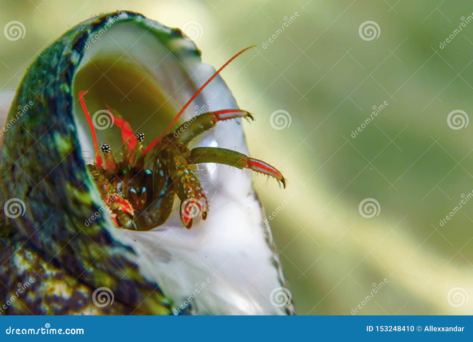 Small Funny Hermit Crab Underwater Close Up Stock Photo - Image of ...
