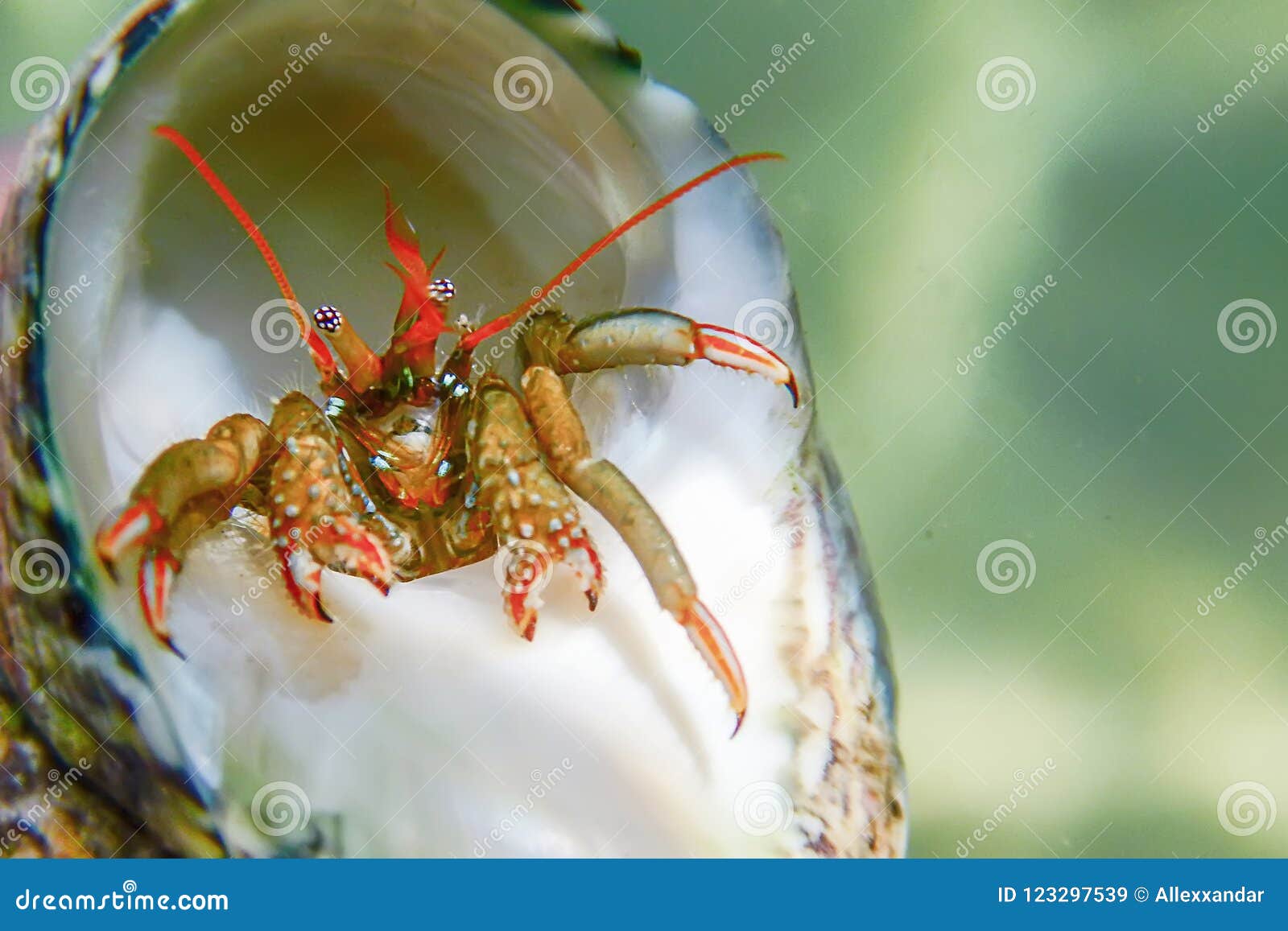 Small Funny Hermit Crab Underwater Close Up. Stock Image - Image of ...