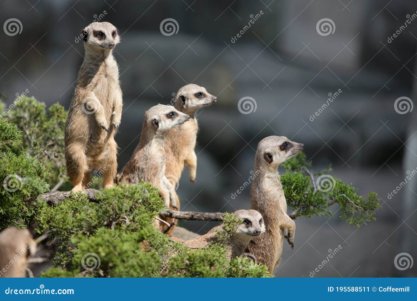 Meerkat Looks Around The Prairie, Protects His Herd. Stock Photography ...