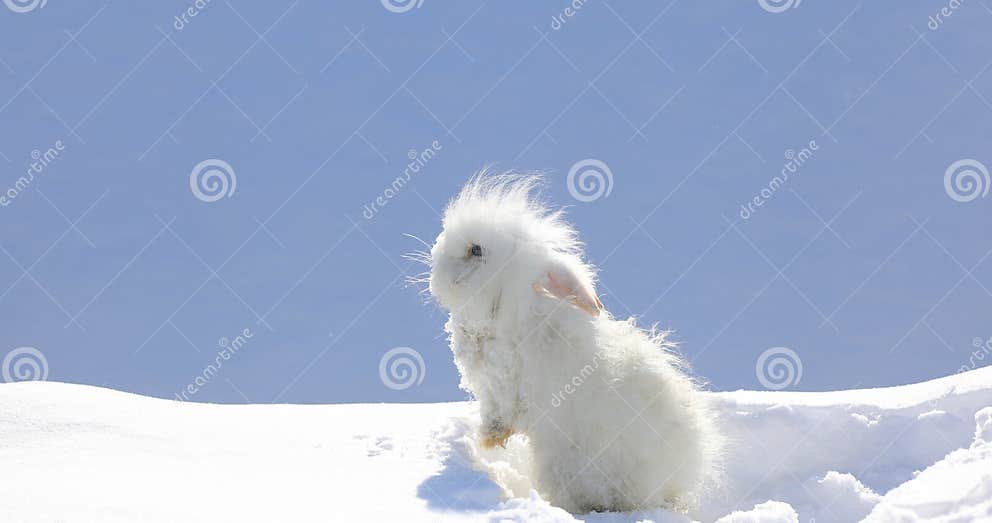 Small Funny White Rabbit in Snow Stock Photo - Image of young, portrait ...