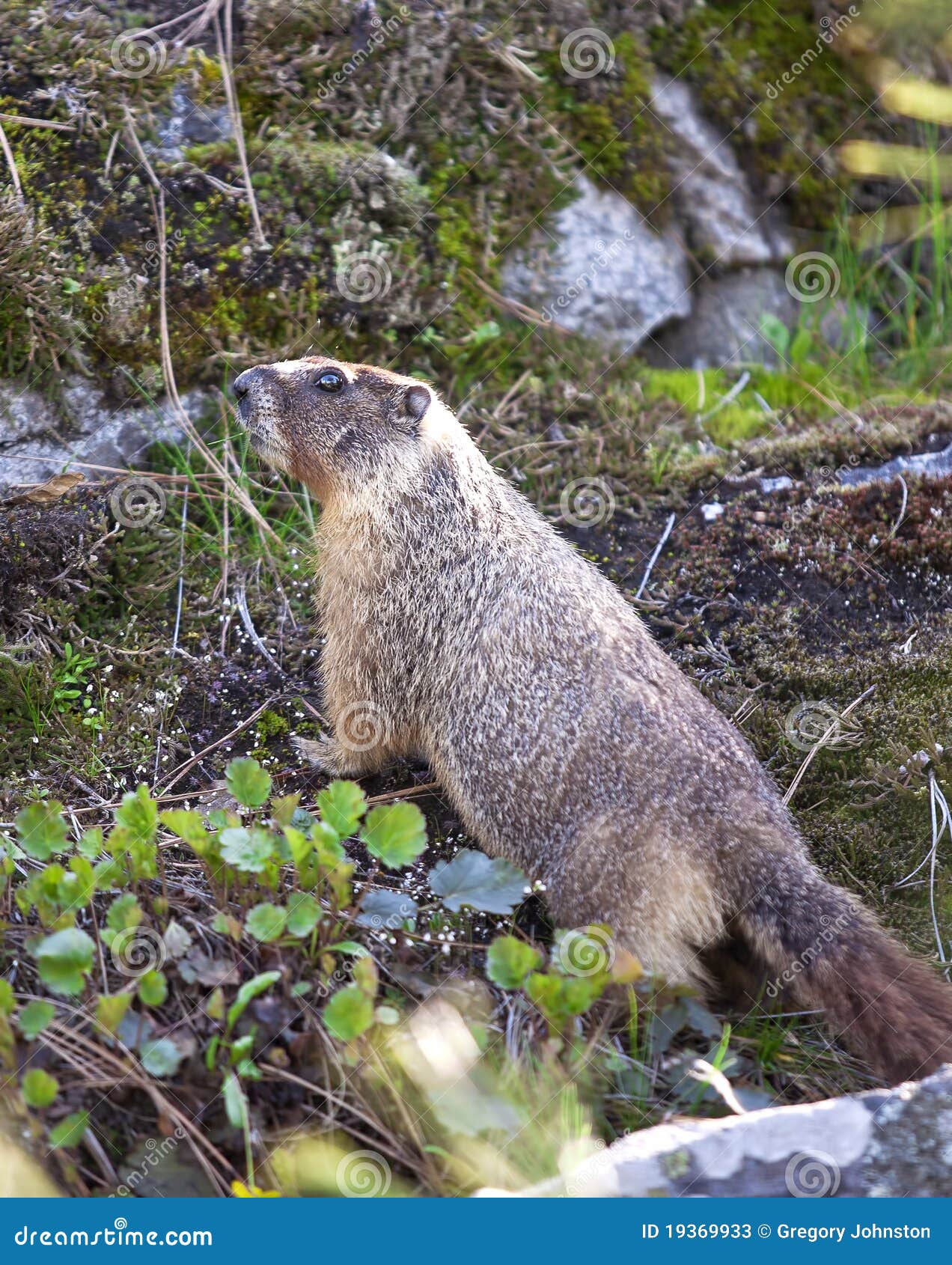 Small furry marmot. stock image. Image of marmot, alert - 19369933