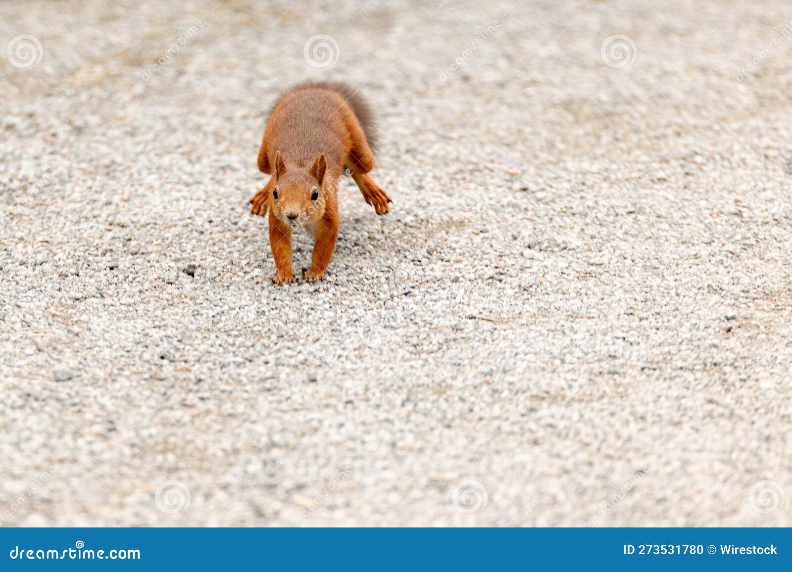 Small, Furry Squirrel Walking Across a Concrete Surface. Stock Photo ...
