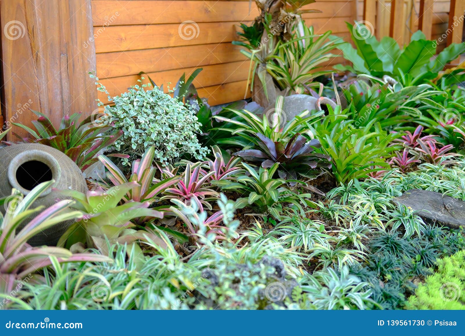Small Garden with Decorative Bromeliad Plant Stock Photo - Image of ...