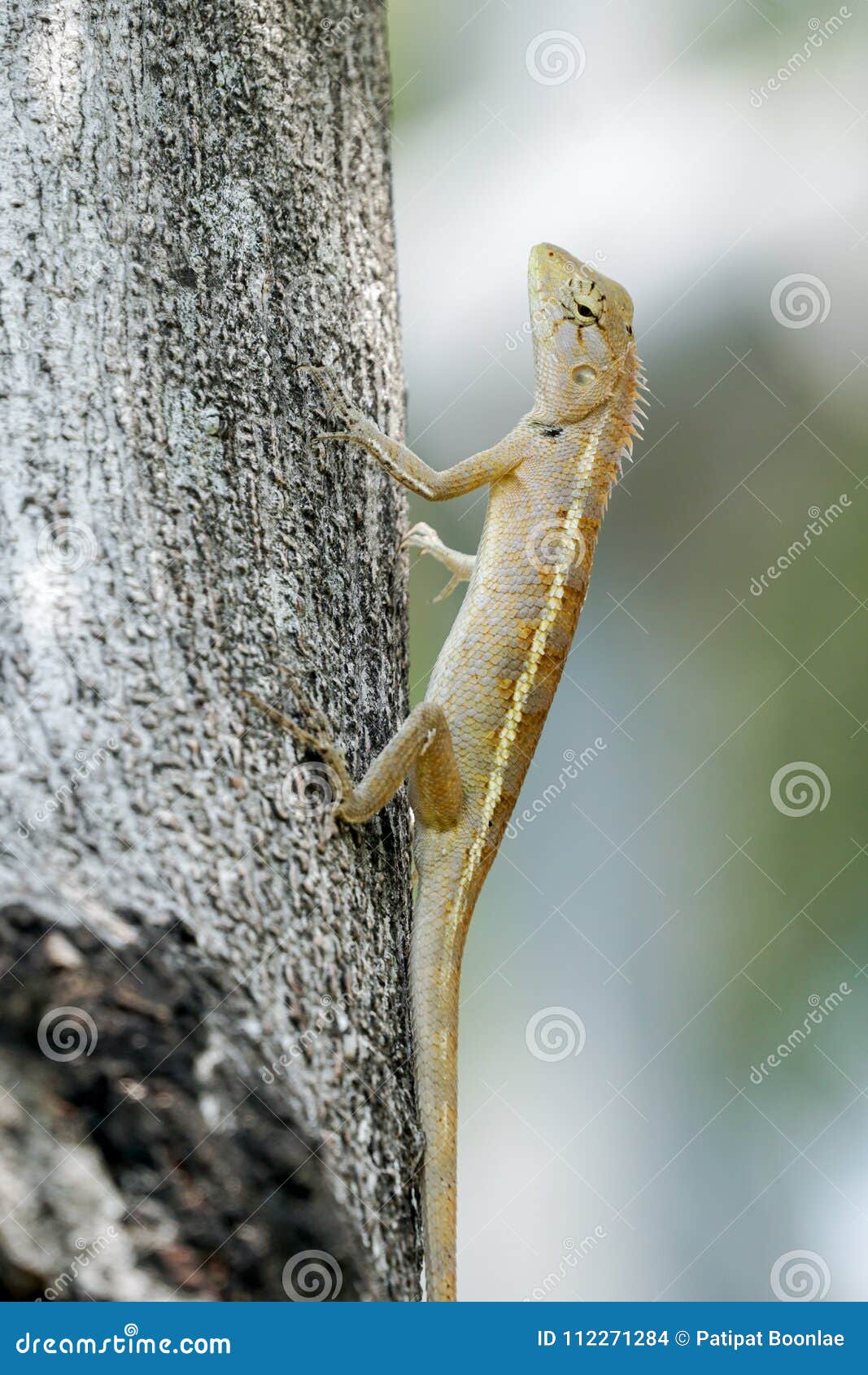 Small Garden Fence Lizard Climbing Up Stock Photo - Image of lizard ...