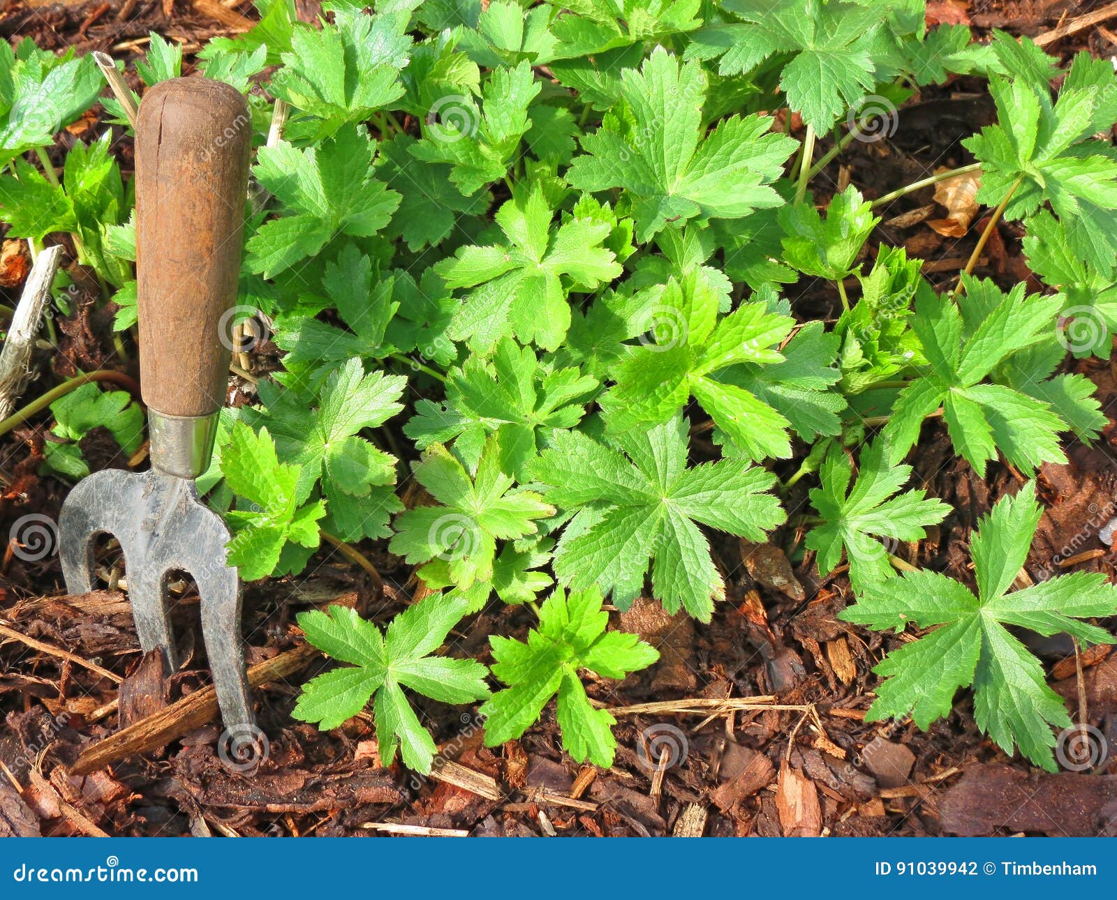 Small Garden Fork with a Green Plant and Bark Chipping Mulch Stock ...