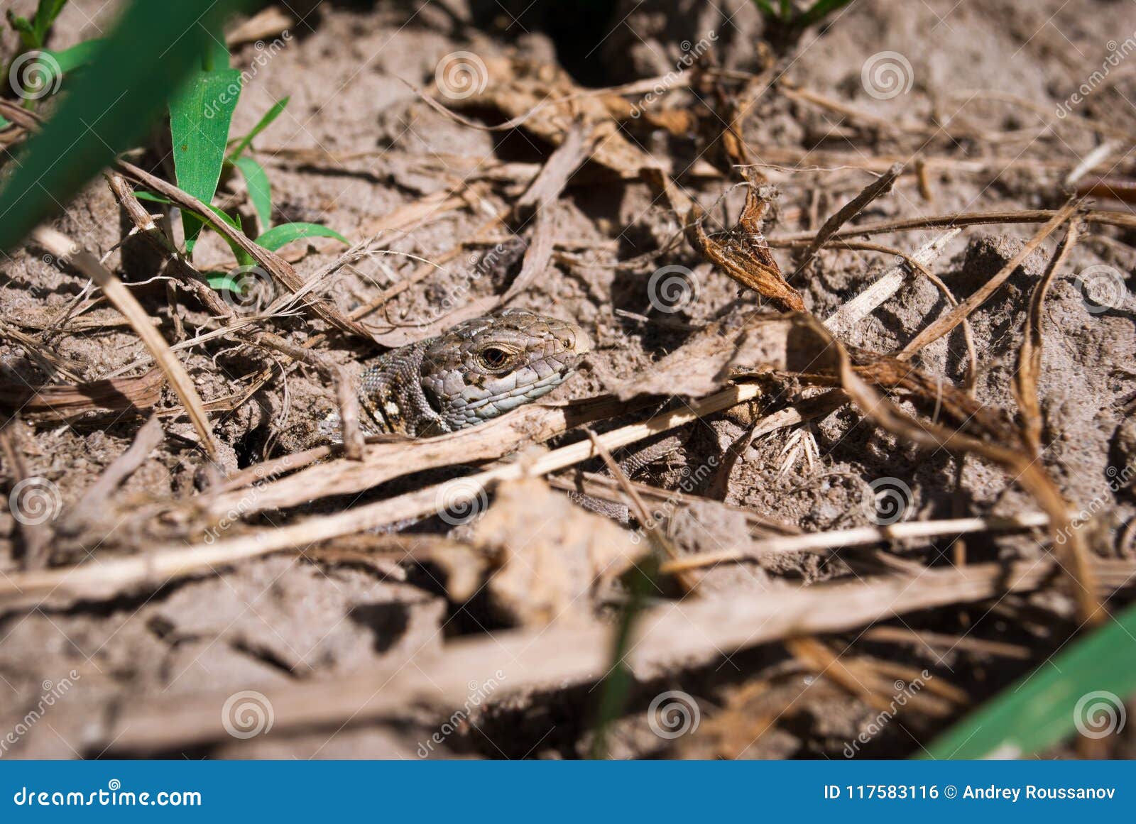 A Small Garden Lizard Hides in the Ground Stock Photo - Image of ...