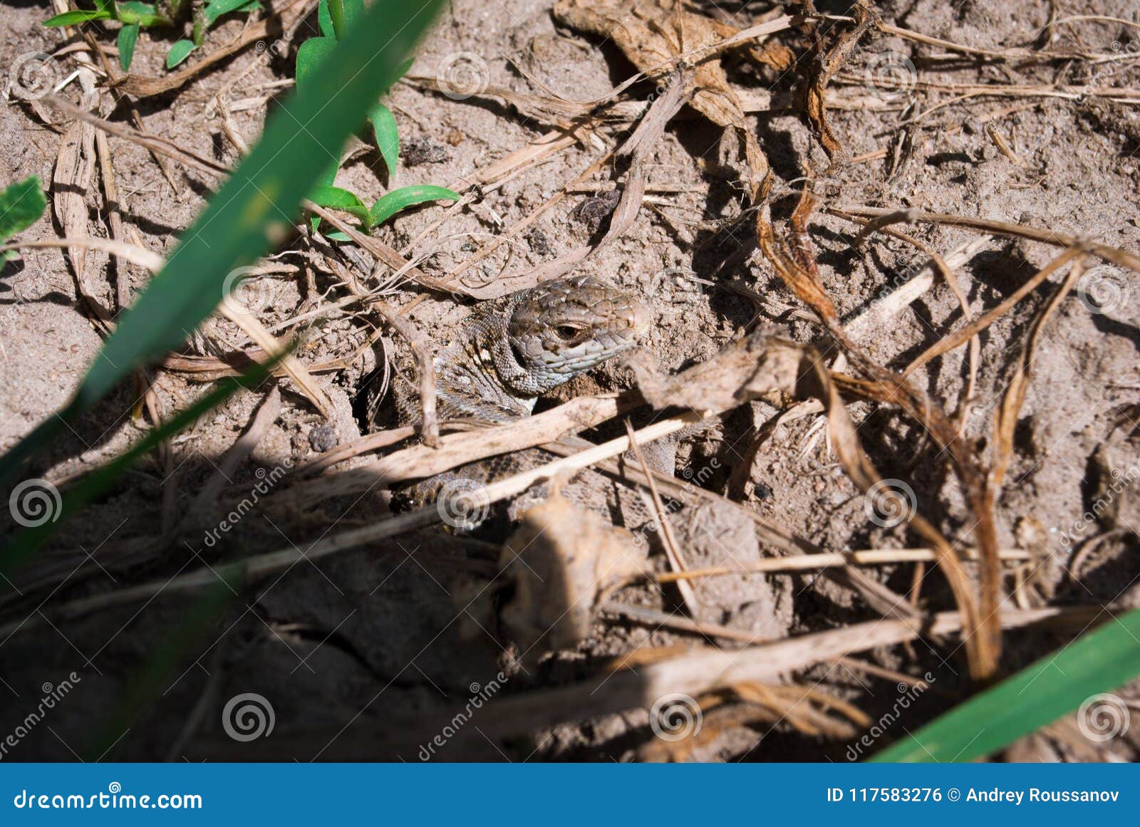 A Small Garden Lizard Hides in the Ground Stock Photo - Image of asia ...