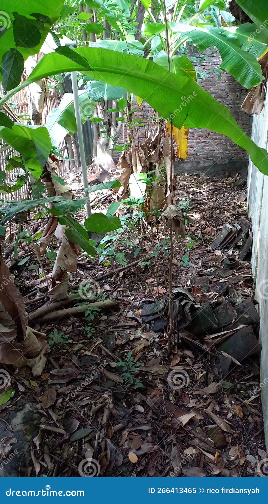 Small Garden with Neglected Tropical Plants Stock Image - Image of ...