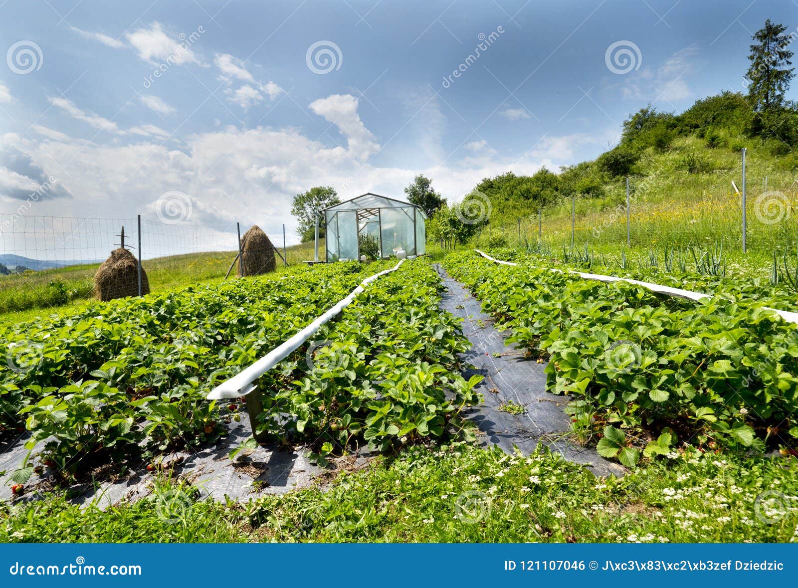 Growing Vegetable Plots in the Foothill Area Stock Photo - Image of ...