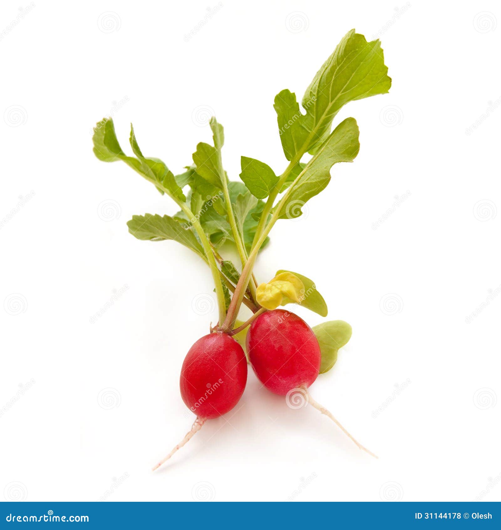Small garden radish stock photo. Image of plant, garden - 31144178