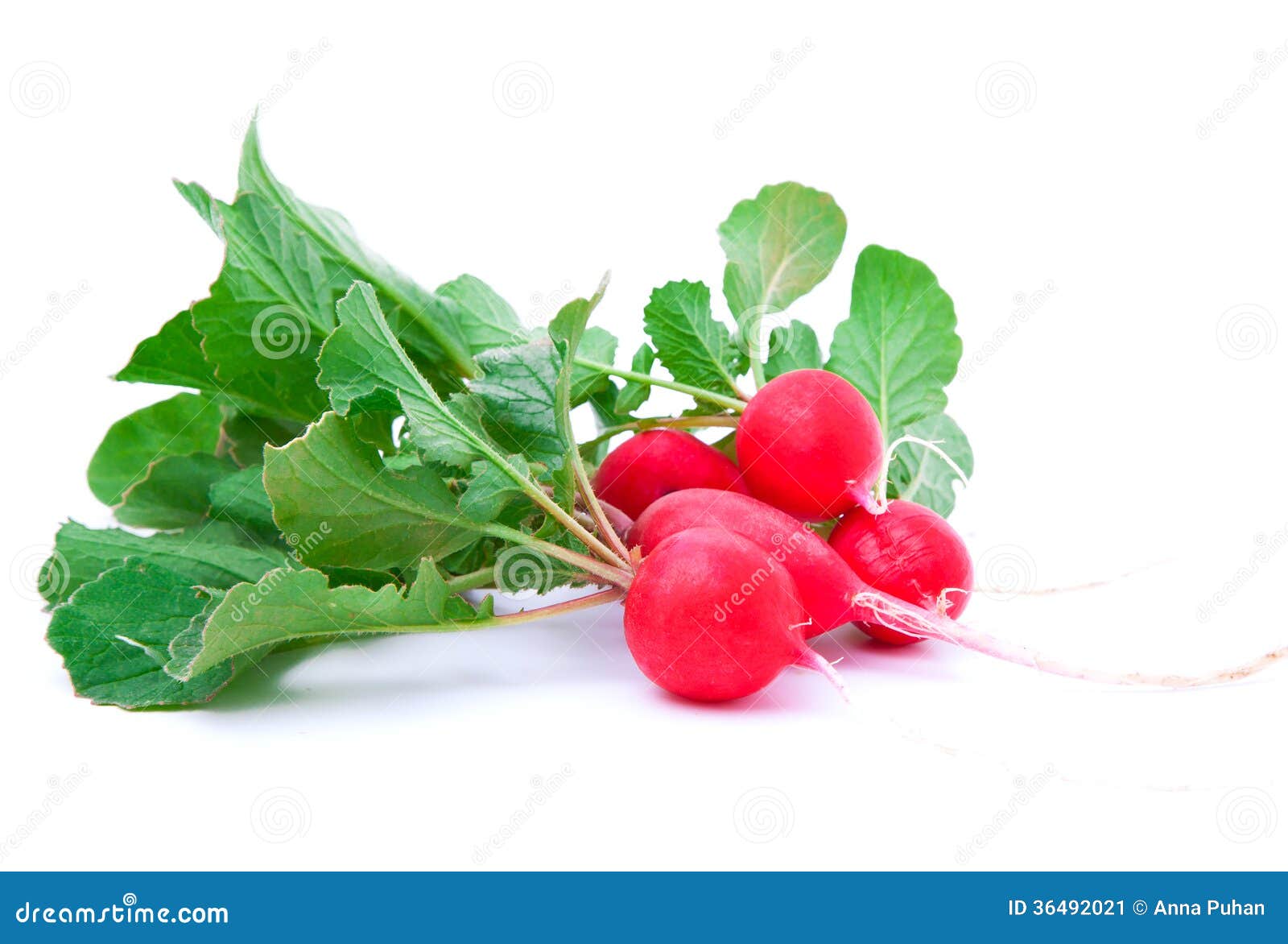 Small garden radish stock image. Image of harvest, ingredient - 36492021