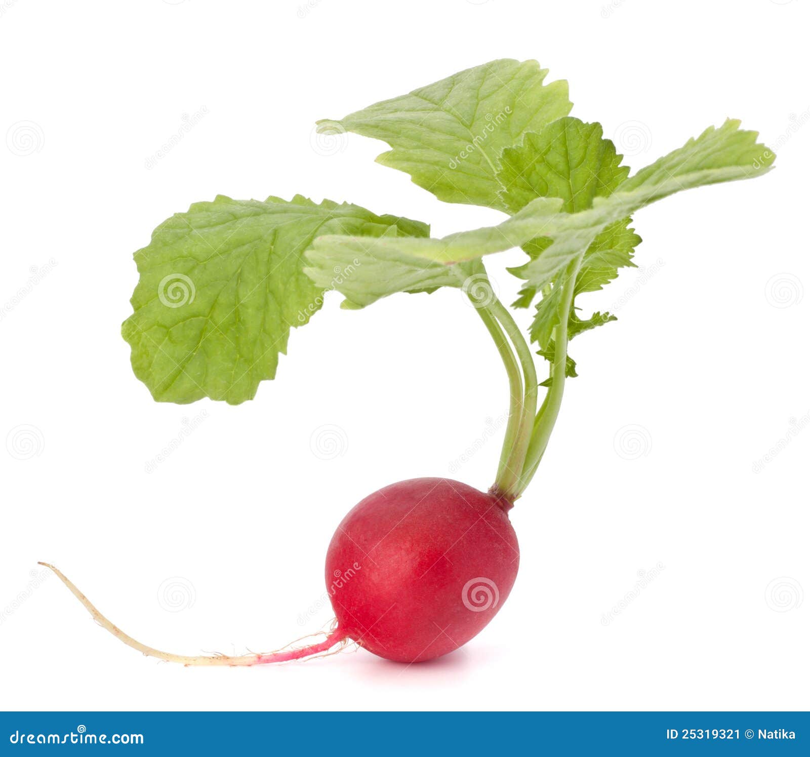 Small Garden Radish with Leaves Stock Image - Image of plant, road ...