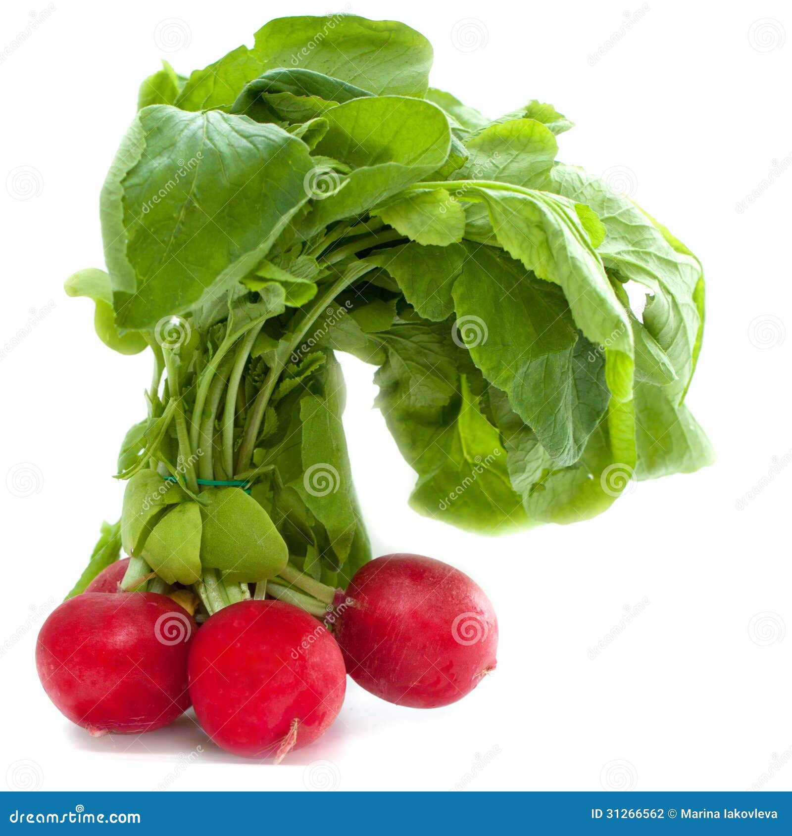 Small Garden Radish with Leaves Stock Photo - Image of fruit, berry ...