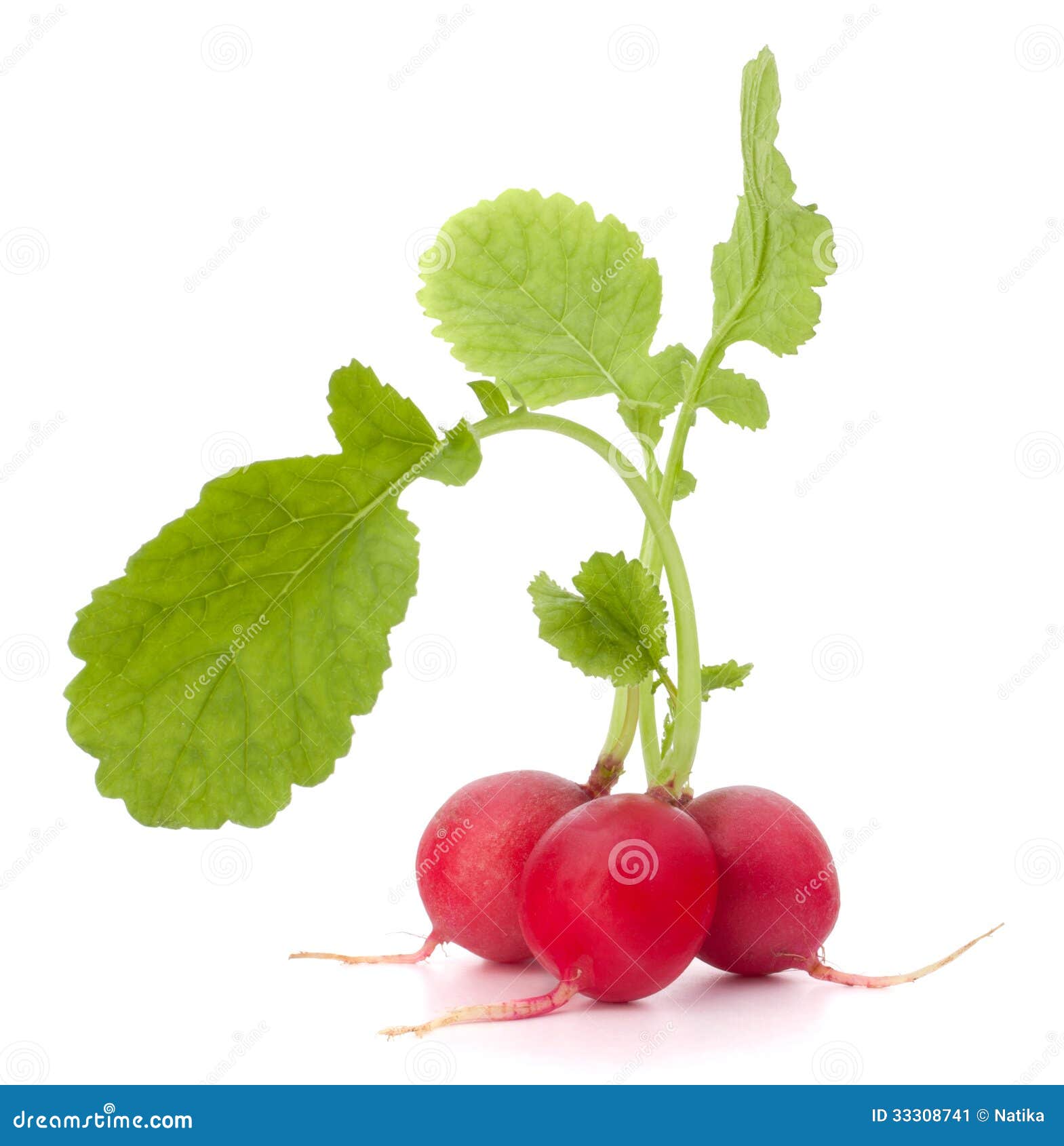 Small Garden Radish with Leaves Stock Image - Image of harvest ...