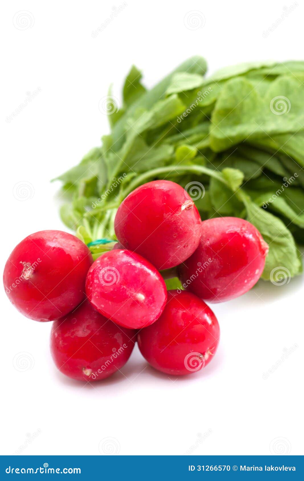 Small Garden Radish with Leaves Stock Photo - Image of natural, leaf ...