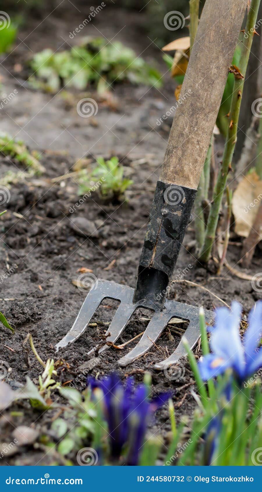 Small Garden Rake for Cleaning Stock Photo - Image of leaf, grass ...