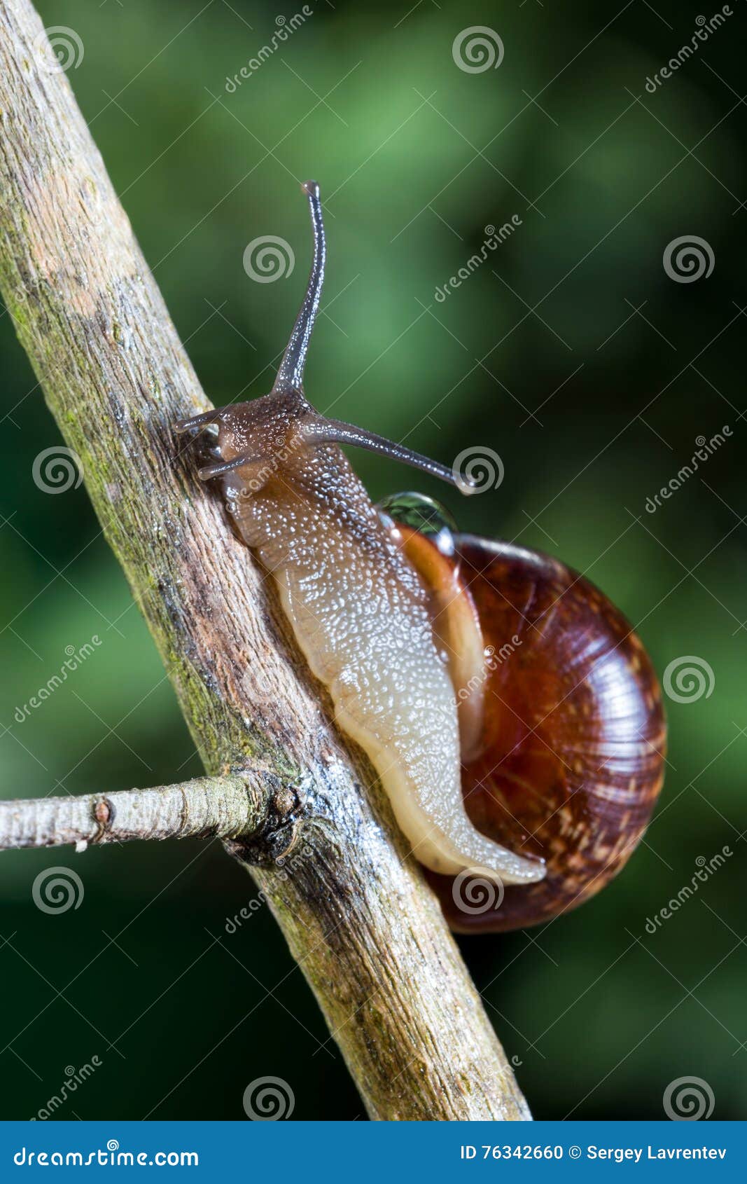 Small garden snail stock photo. Image of gastropod, creature - 76342660