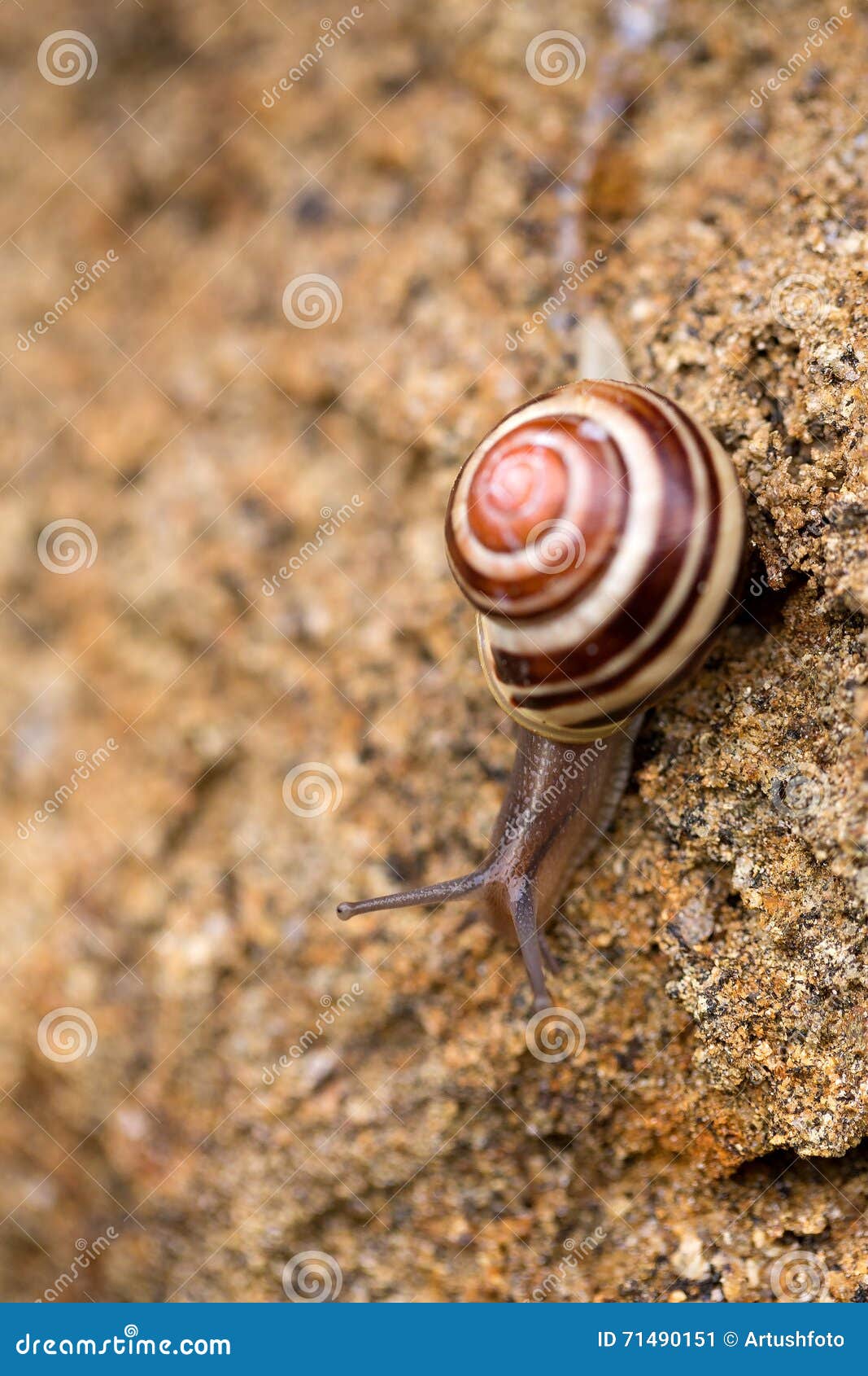 Small garden snail stock image. Image of slug, macro - 71490151