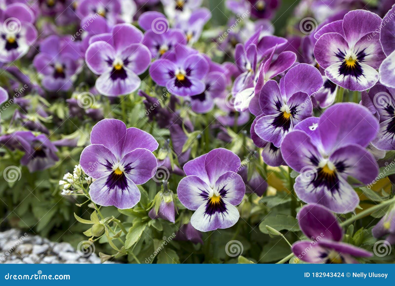 Small Garden Violets. Spring Flowers Stock Photo - Image of color ...