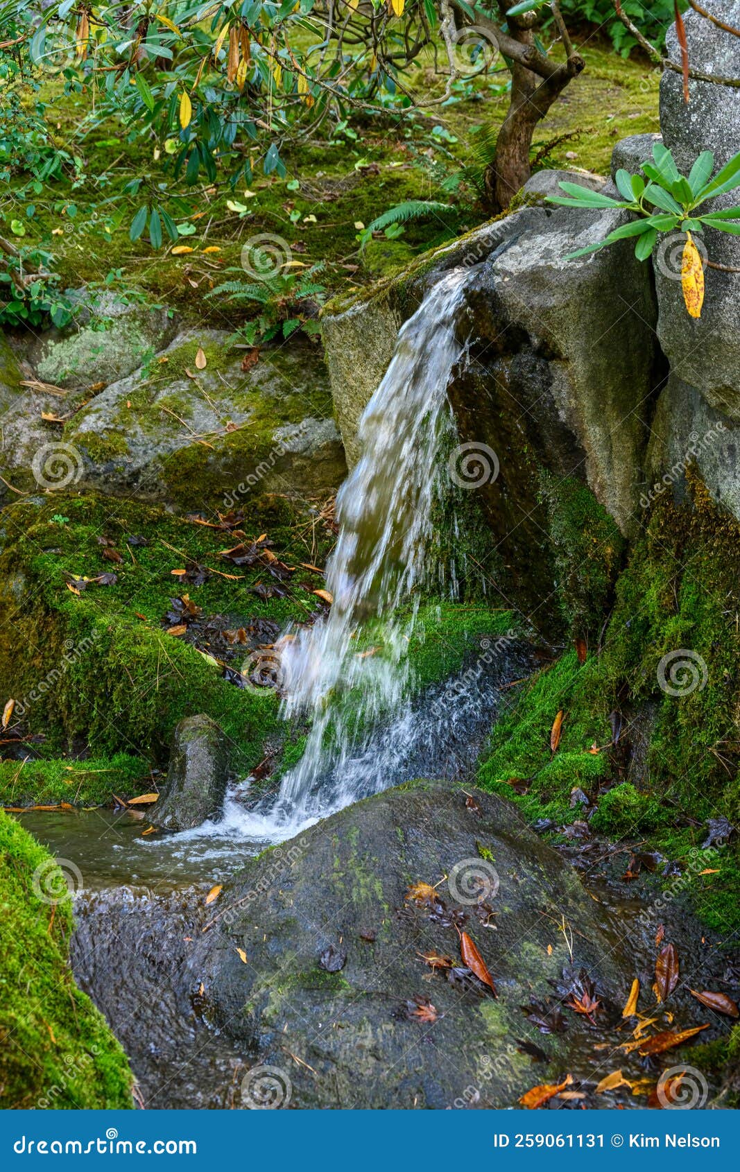 Small Garden Waterfall in Woodland Setting, Fall Color Just Beginning ...