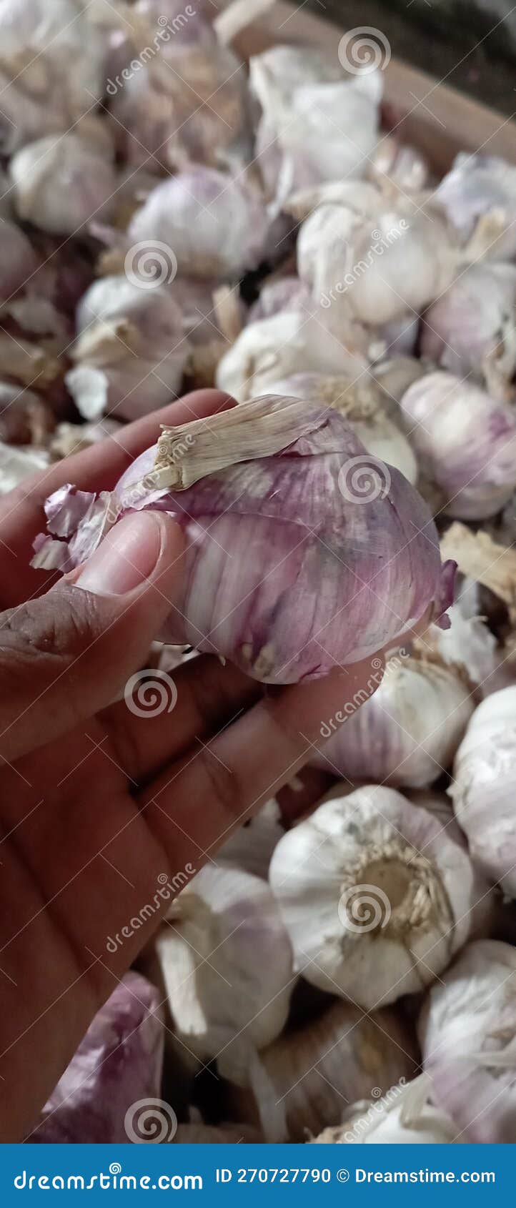 A Small Garlic Look Have a Purple Color Stock Photo - Image of leaf ...