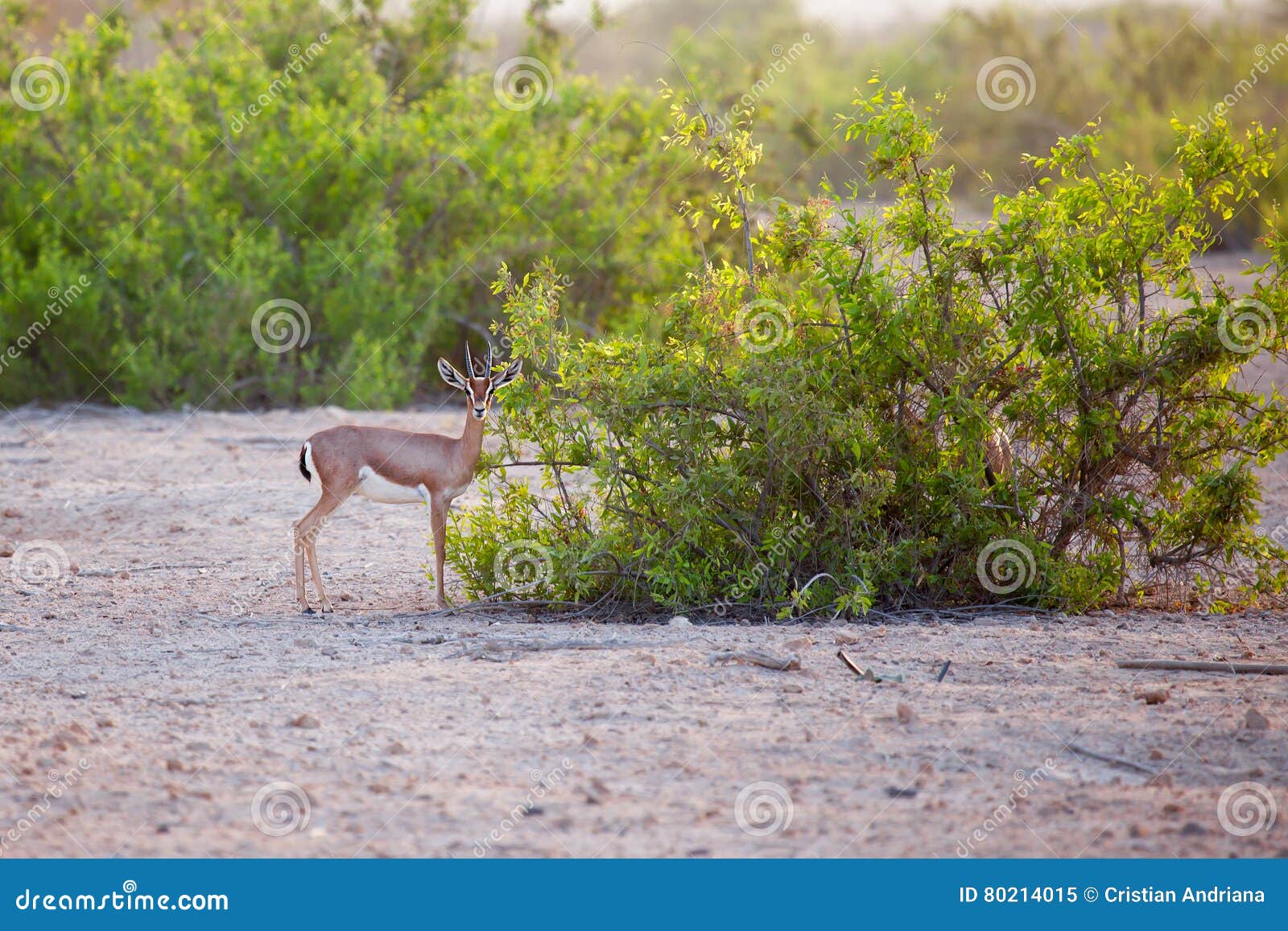 Small Gazelle on Sir Bani Yas Island, UAE Stock Image - Image of mammal ...