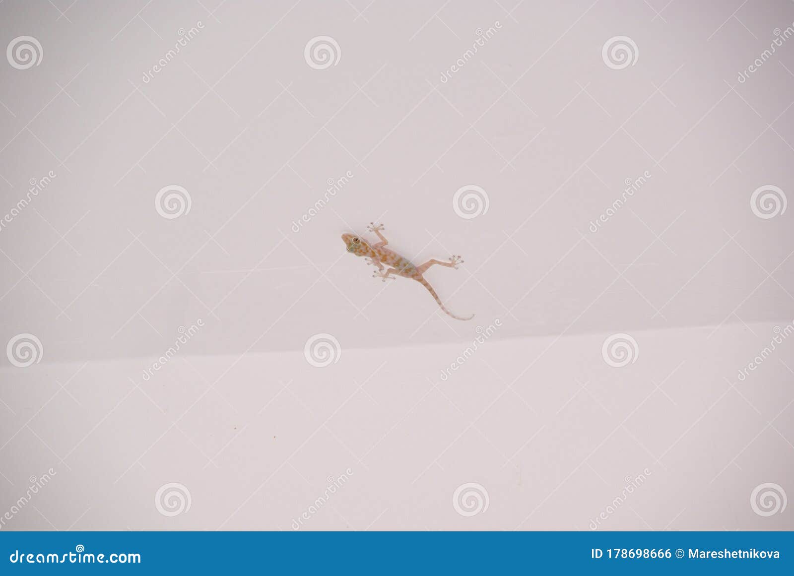 Small Gecko on the ceiling stock photo. Image of lizard - 178698666