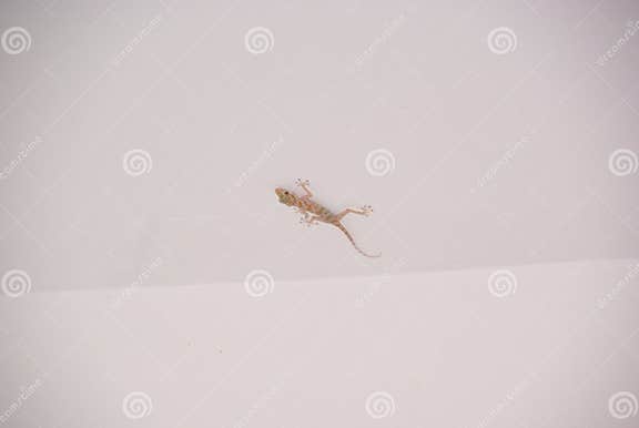 Small Gecko on the ceiling stock photo. Image of lizard - 178698666