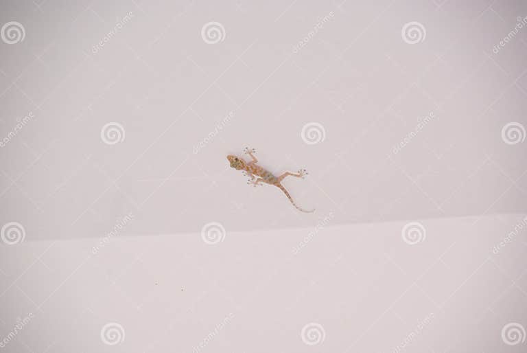 Small Gecko on the ceiling stock photo. Image of lizard - 178698666