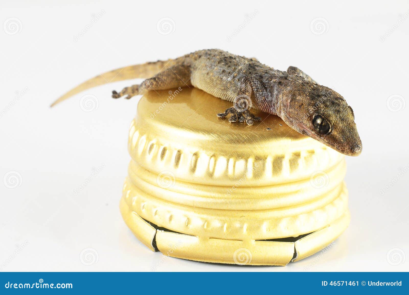 Small Gecko Lizard and Bottle Cap Stock Image - Image of full, studio ...