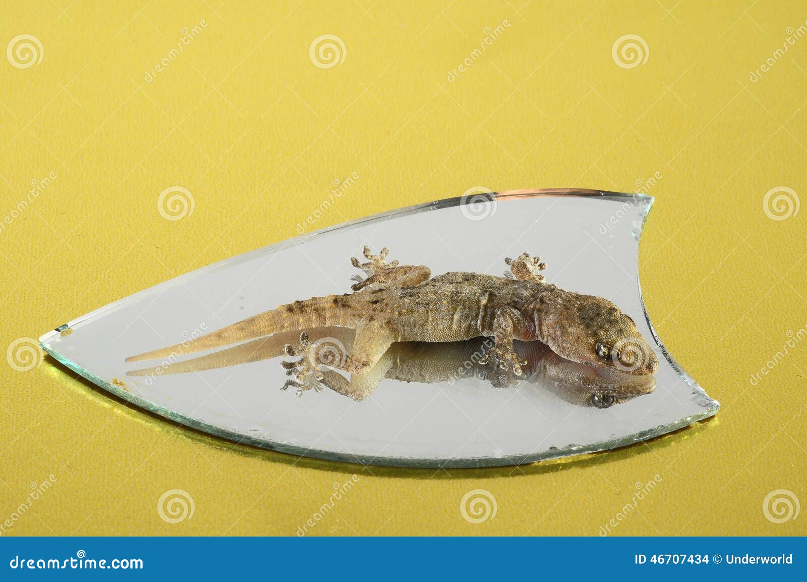 Small Gecko Lizard and Mirror Stock Photo - Image of looking ...