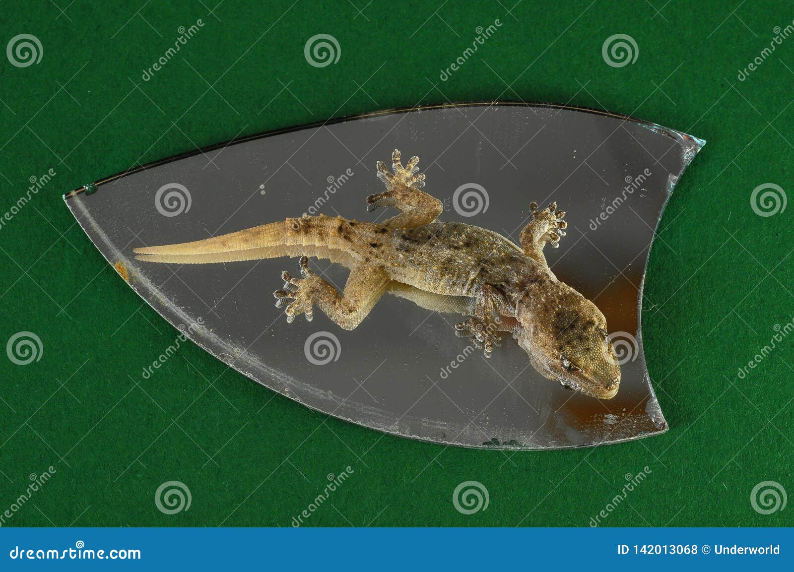 Small Gecko Lizard and Mirror Stock Photo - Image of closeup, metal ...