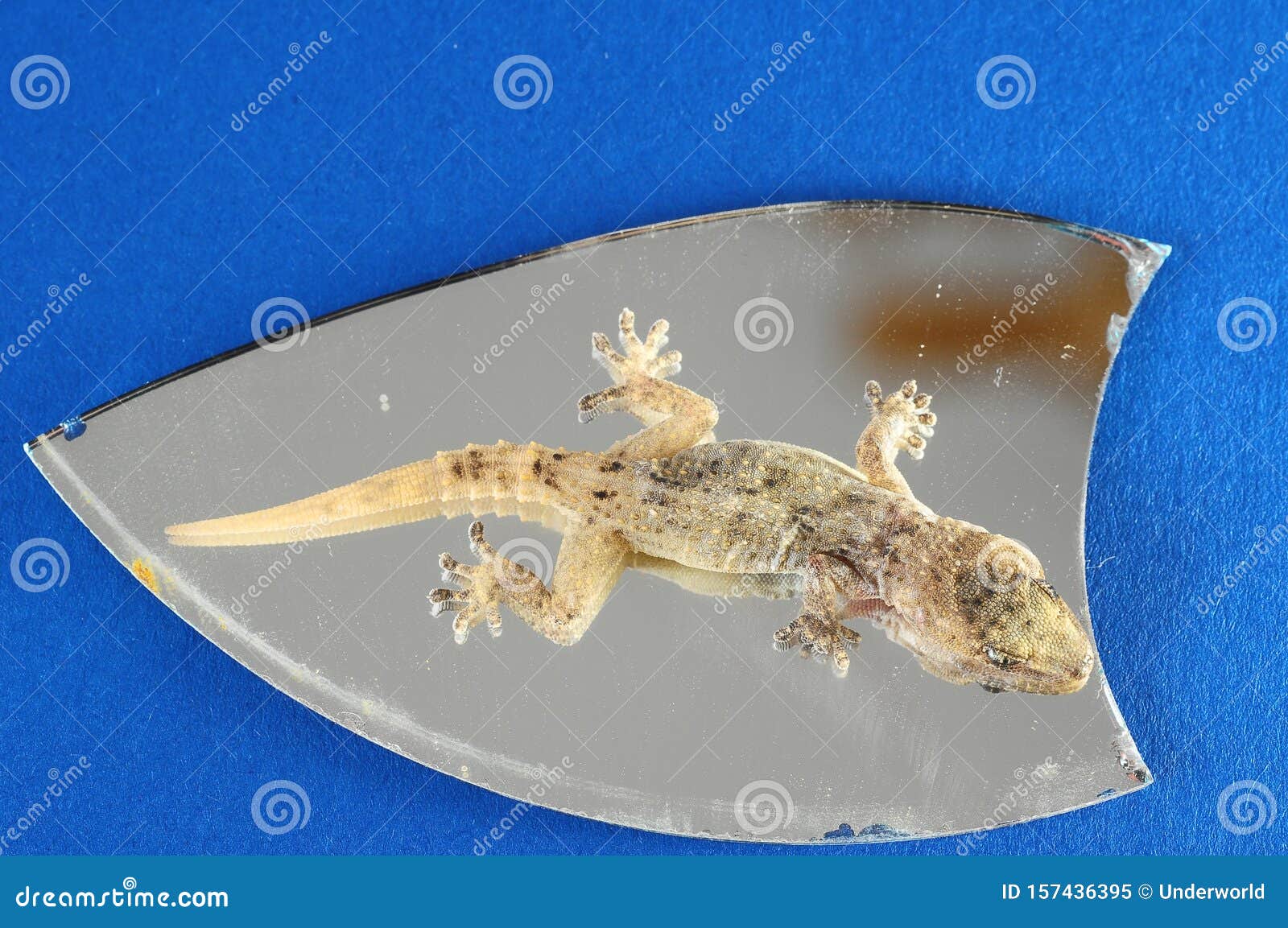 Small Gecko Lizard and Mirror Stock Image - Image of black, animal ...