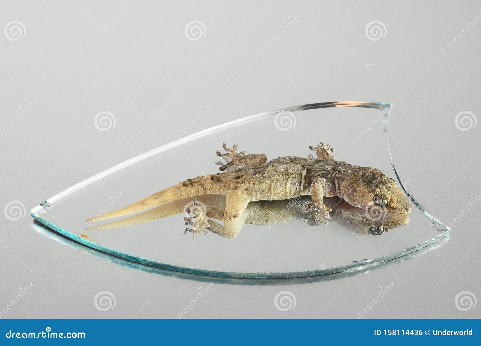 Small Gecko Lizard and Mirror Stock Photo - Image of exotic, creature ...