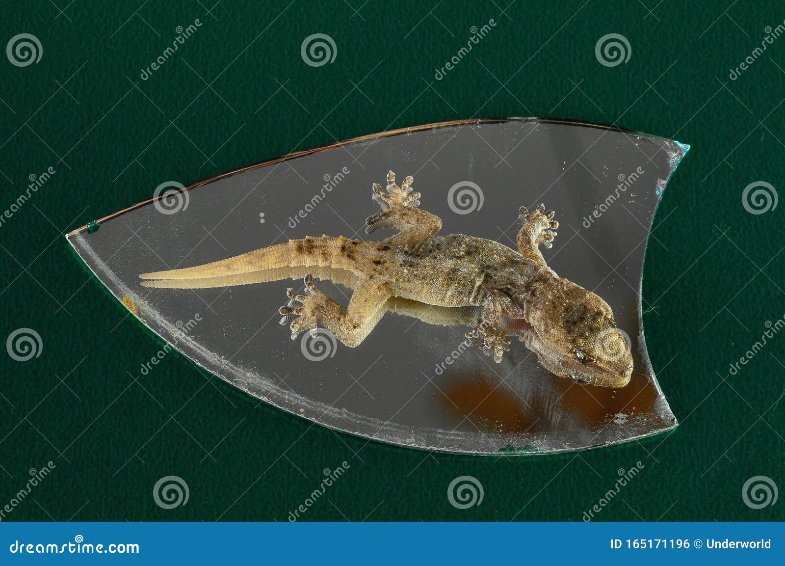 Small Gecko Lizard and Mirror Stock Photo - Image of house, mirror ...