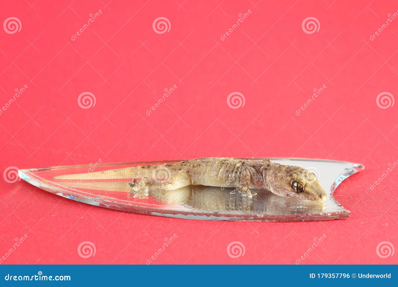 Small Gecko Lizard and Mirror Stock Photo - Image of fauna, desert ...