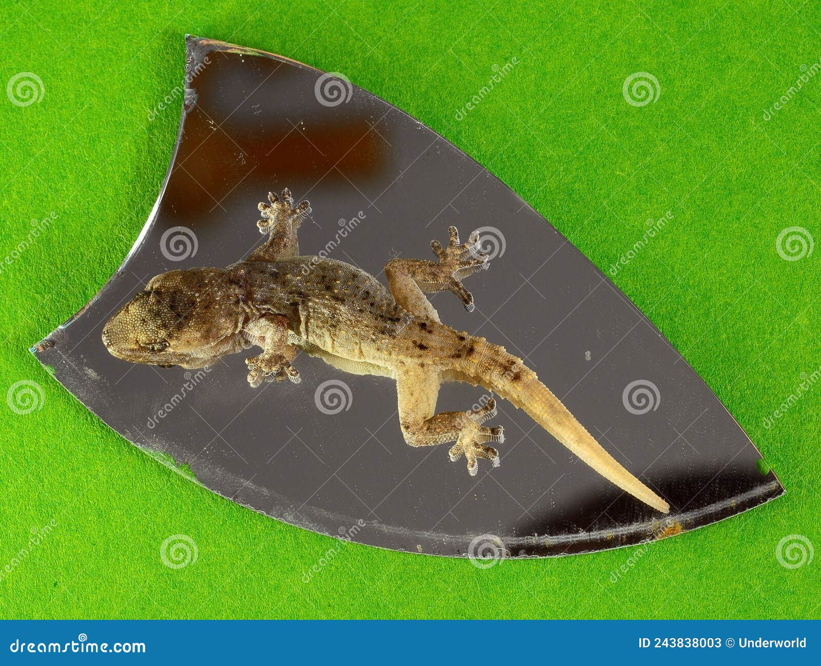 Small Gecko Lizard and Mirror Stock Image - Image of exotic, macro ...