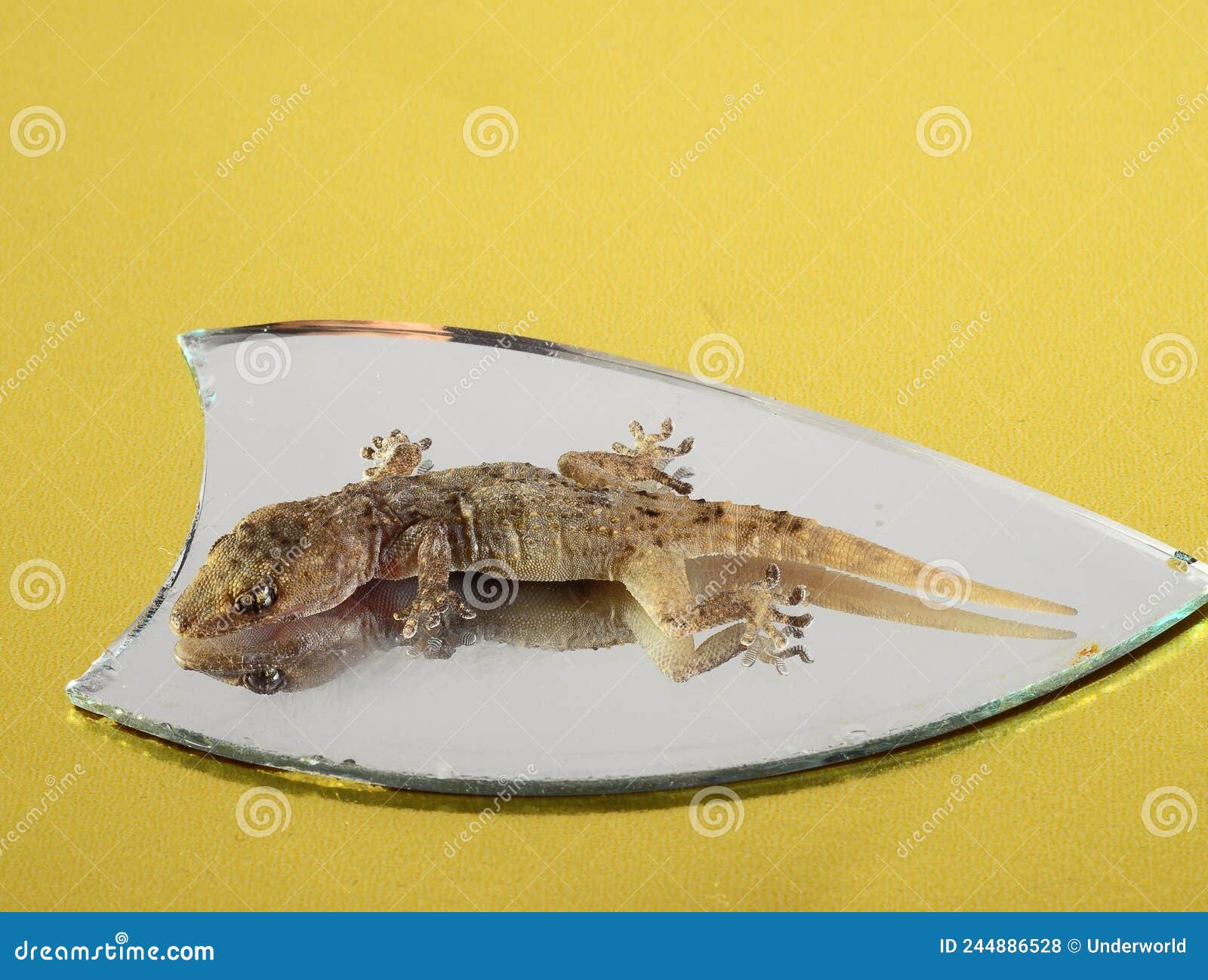 Small Gecko Lizard and Mirror Stock Photo - Image of looking, mirror ...