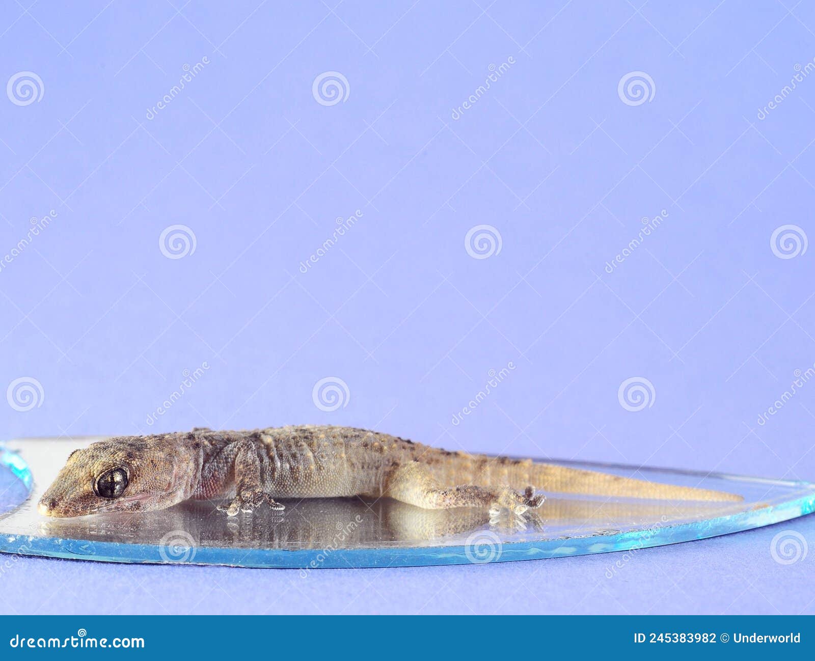 Small Gecko Lizard and Mirror Stock Photo - Image of skin, background ...