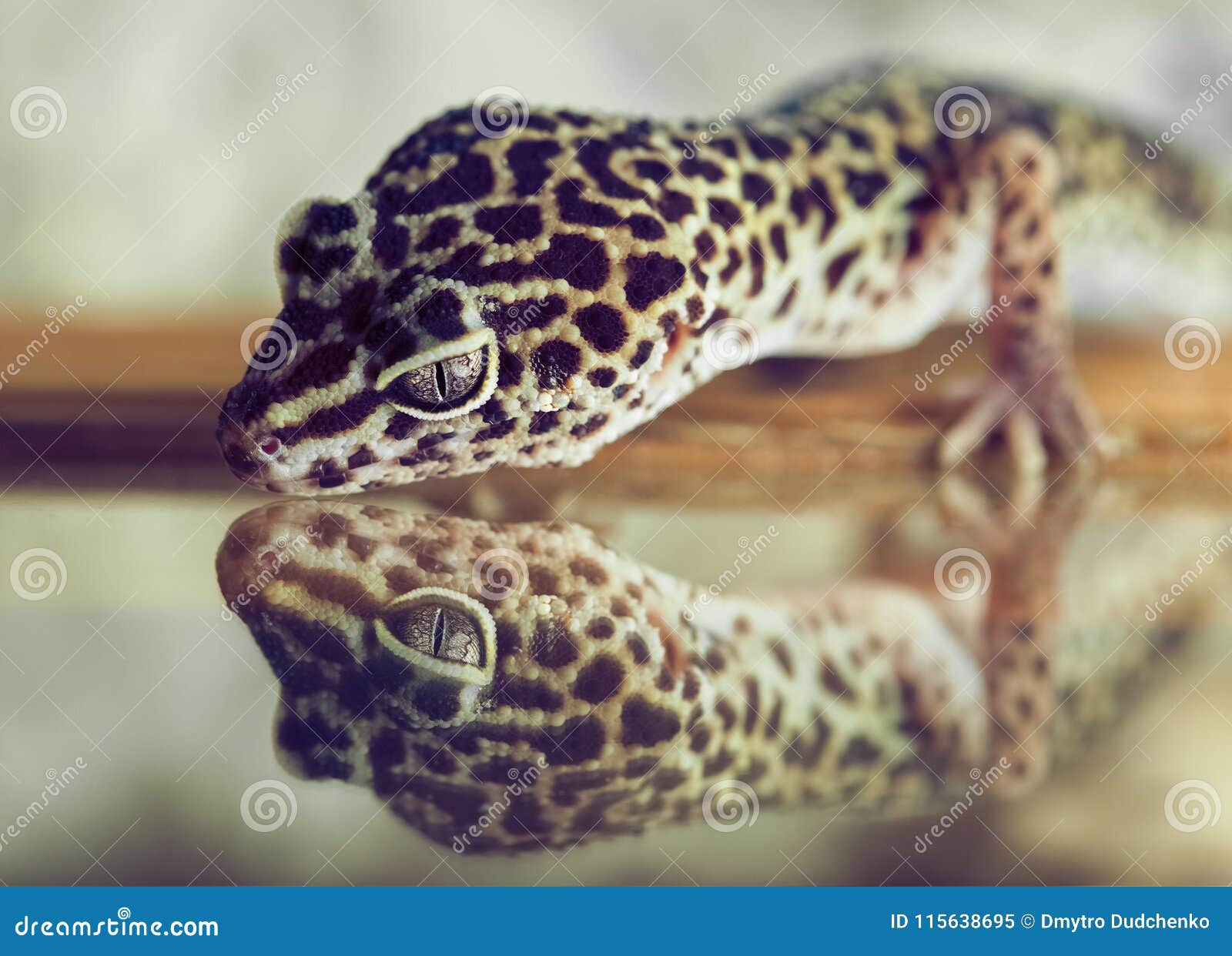 Small Gecko On Leaf In Rainforest Royalty-Free Stock Photography ...