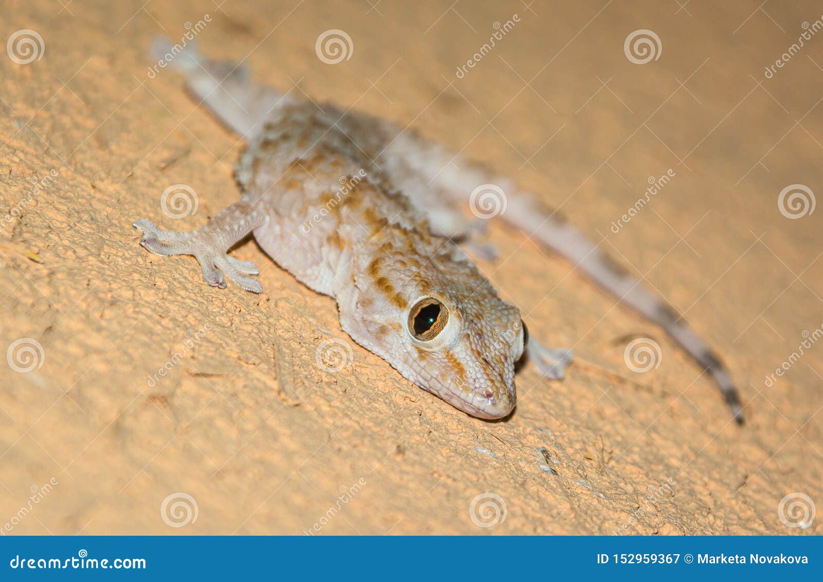 Small Gecko Lying on the Orange Wall, Morocco Stock Image - Image of ...