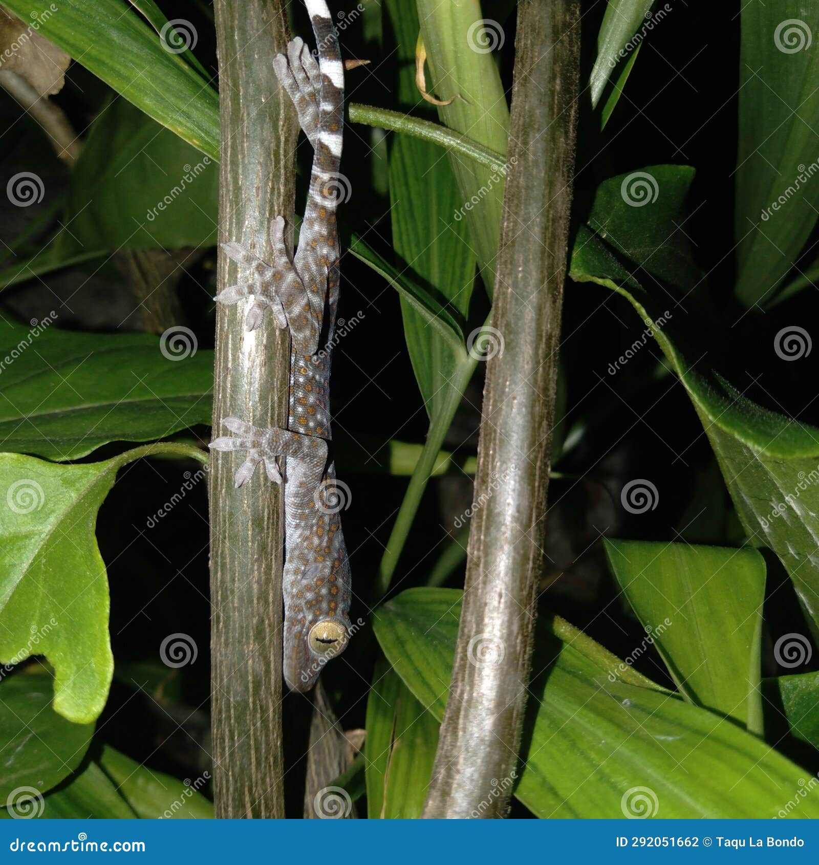 Small Gecko in the Middle of the Plant Stock Photo - Image of grass ...