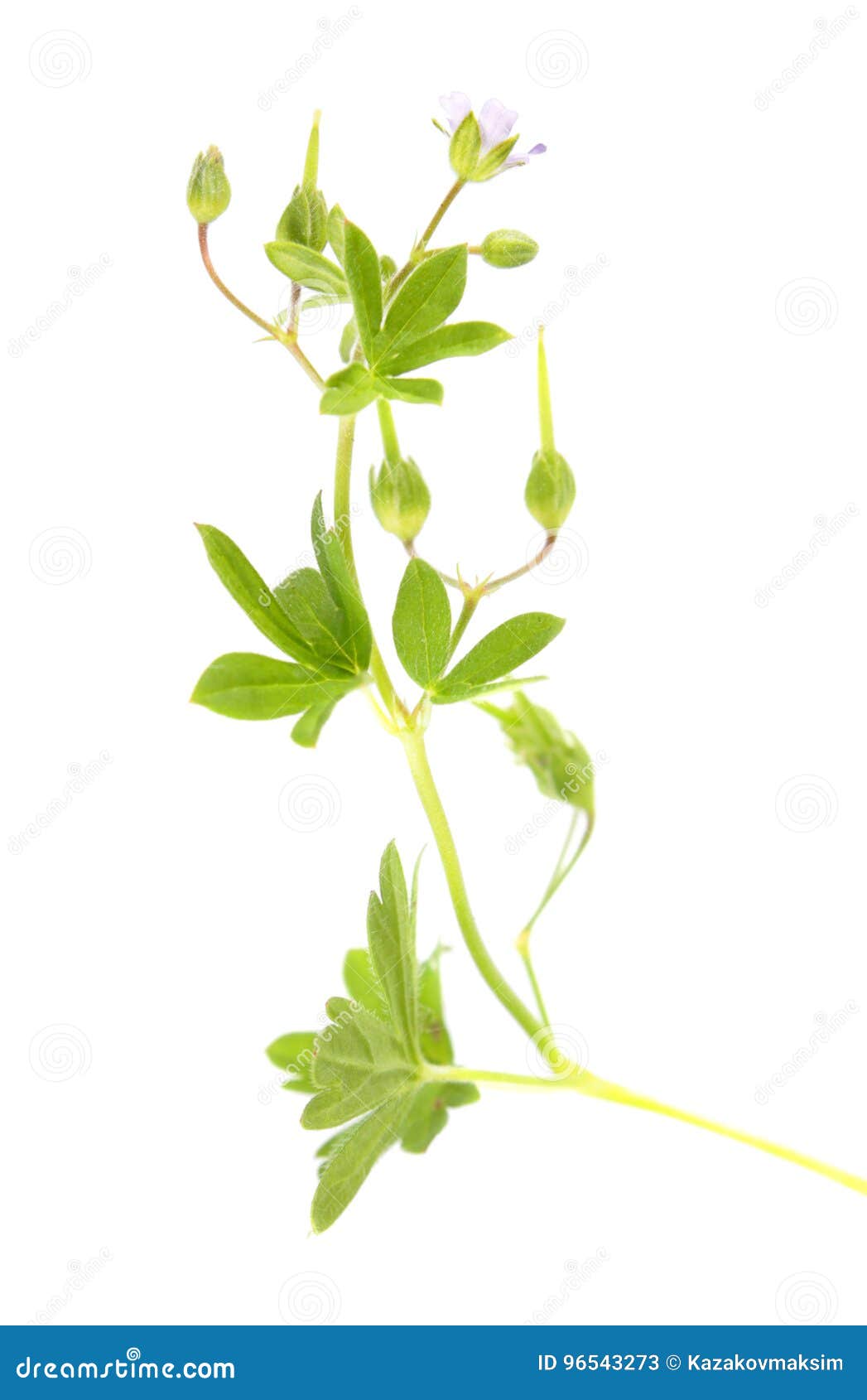 Small Geranium or Geranium Pusillum Isolated on White Background ...