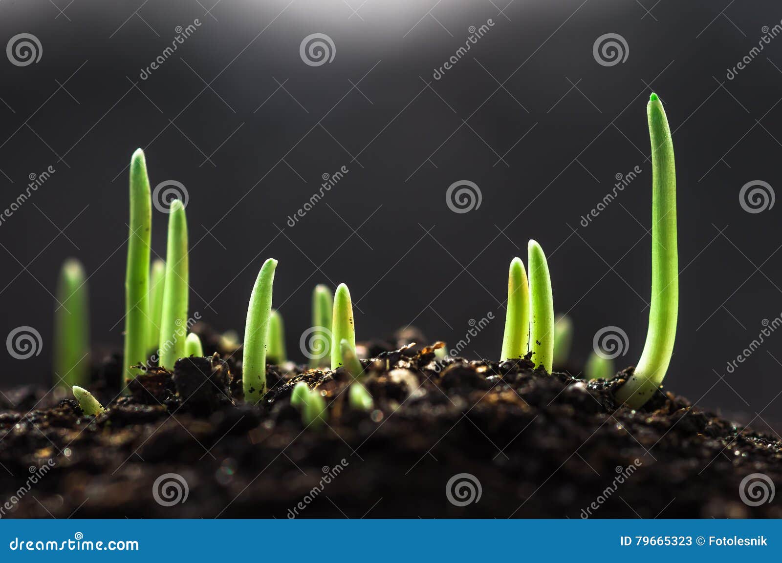Small germ of wheat stock image. Image of tree, cultivated - 79665323