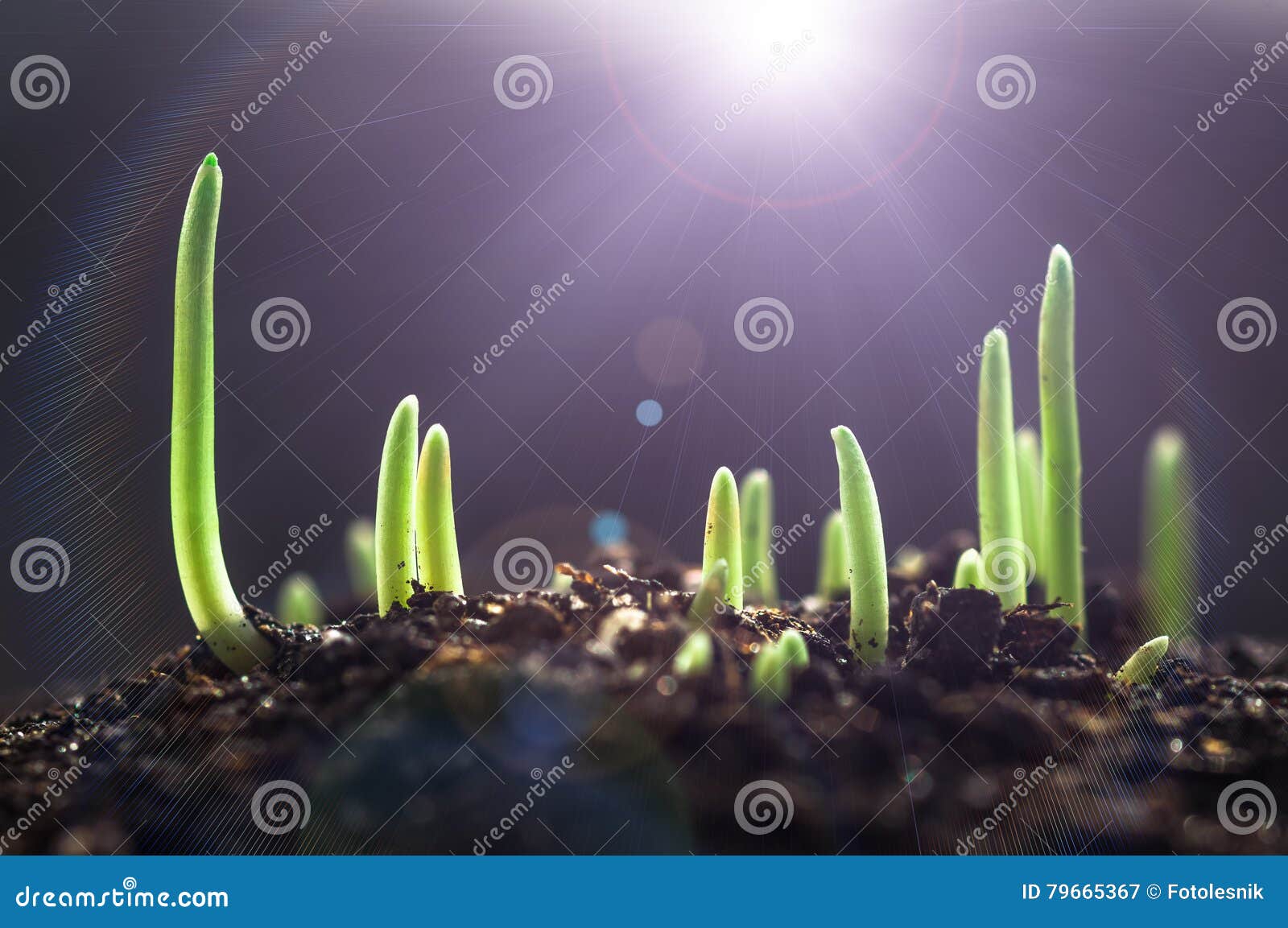 Small germ of wheat stock image. Image of ecology, small - 79665367